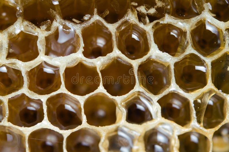 Bee Hive Texture with Honey Filled Stock Photo - Image of beeswax ...