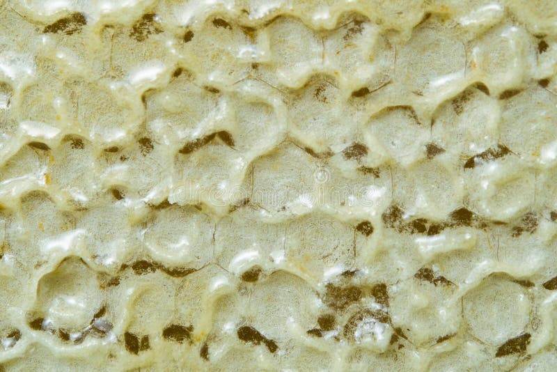 Bee Hive Texture with Honey Filled Stock Photo - Image of beehive ...