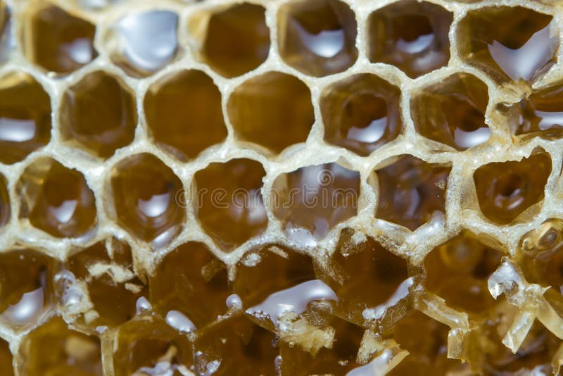 Bee Hive Texture with Honey Filled Stock Photo - Image of apis ...