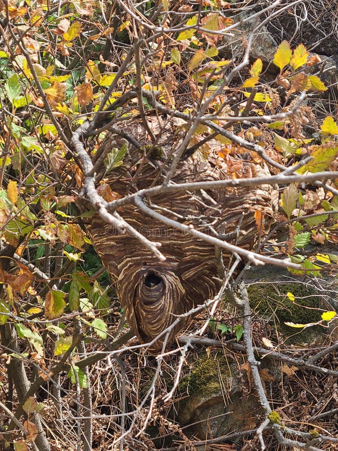 Bee hive in a tree stock image. Image of bird, wetland - 222667745