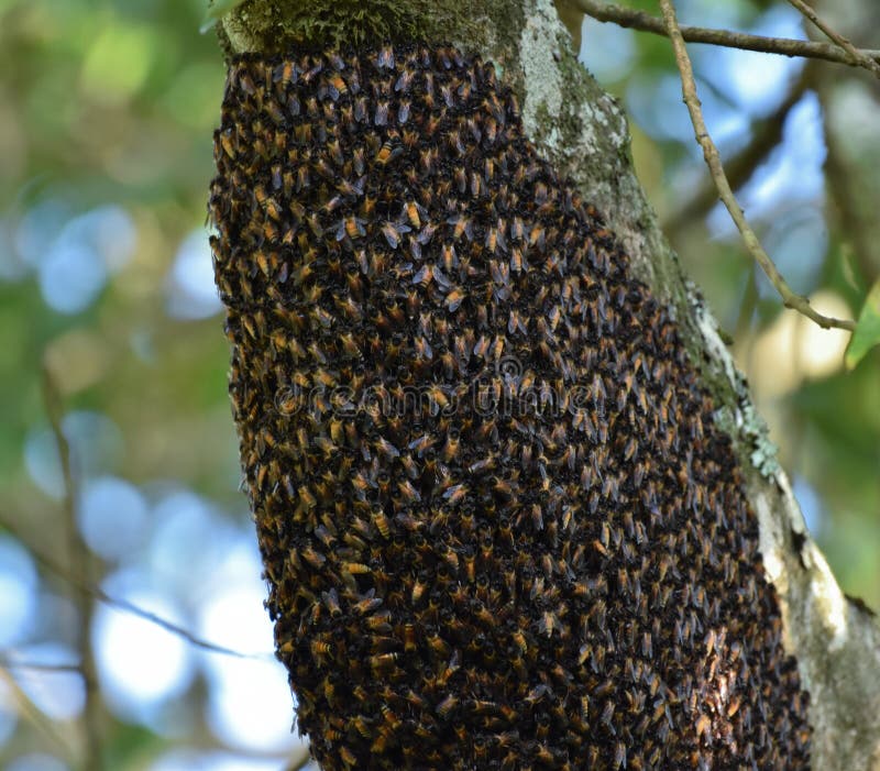 Bee Hive on Tree in Forest for Honey Stock Image - Image of hive, honey ...