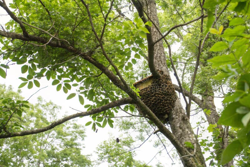 Bee Hive in a Tree, a Natural Work of Nature Stock Illustration - Illustration of life, woodland ...