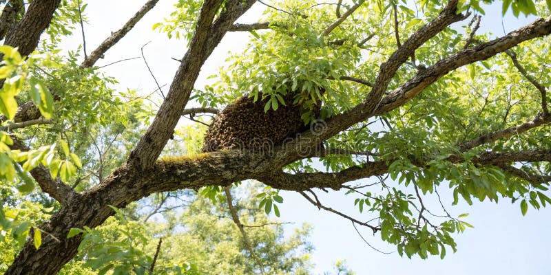 Bee Hive in a Tree, a Natural Work of Nature Stock Illustration ...