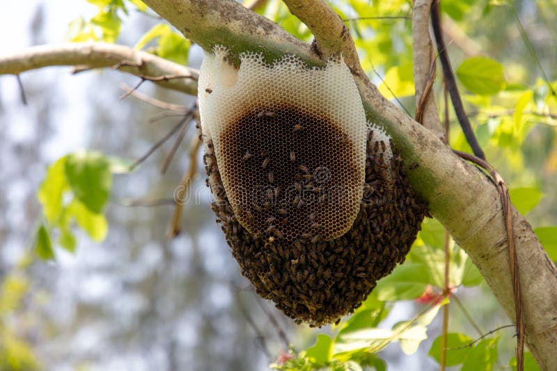 Bee Hive on a Tree in the Park Stock Image - Image of tree, fauna ...