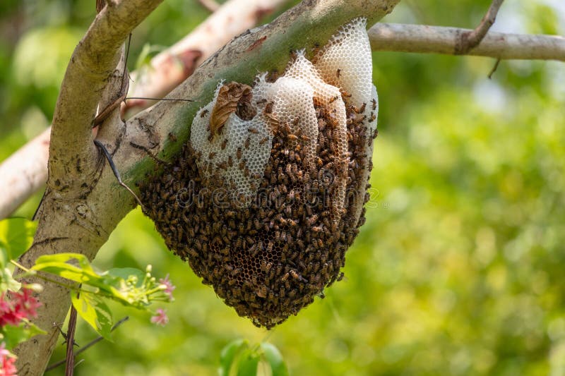 Bee Hive on a Tree in the Park Stock Image - Image of sting, tropical ...