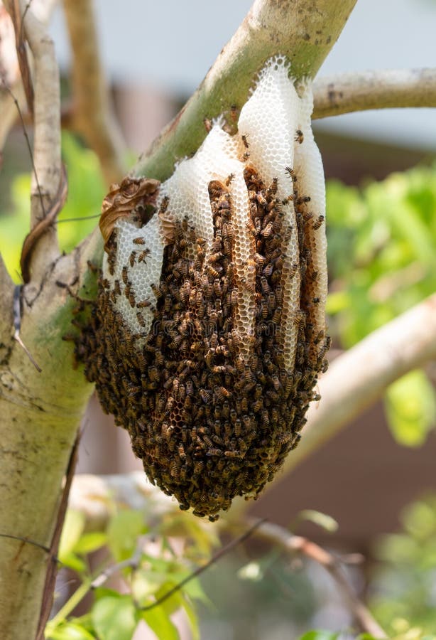Bee Hive on a Tree in the Park Stock Photo - Image of hurt, beautiful ...