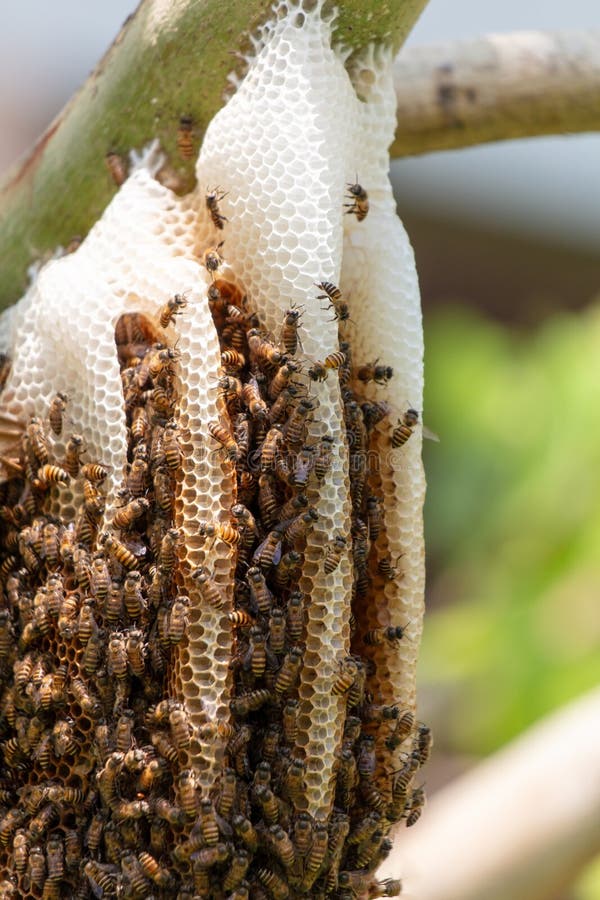 Bee Hive on a Tree in the Park Stock Image - Image of nest, forest ...