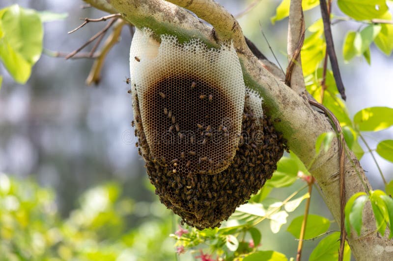 Bee Hive on a Tree in the Park Stock Image - Image of sting, insect ...