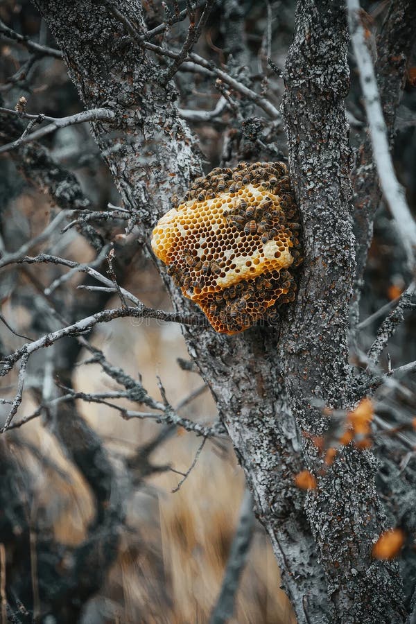 Bee Hive on a Tree. Selective Focus Stock Image - Image of colony, wild ...