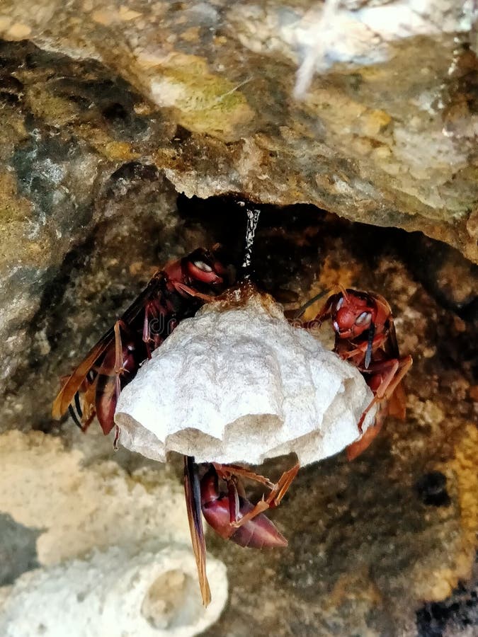 Bee hive stock photo. Image of nest, hive, beautiful - 261636042