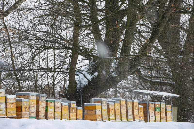 Bee Hive in Winter - Bee Breeding Apis Mellifera Stock Image - Image of ...