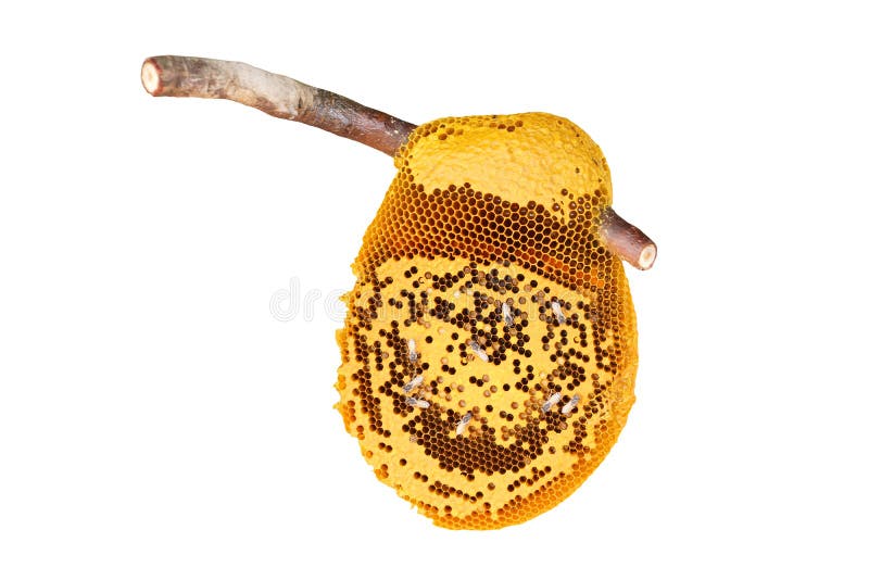 Bee hive on wood stick stock image. Image of apiary - 103098419