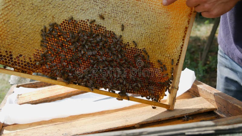 Bee Hive at Work. Bees on in Honeycombs Carry Honey and Nectar. Stock ...