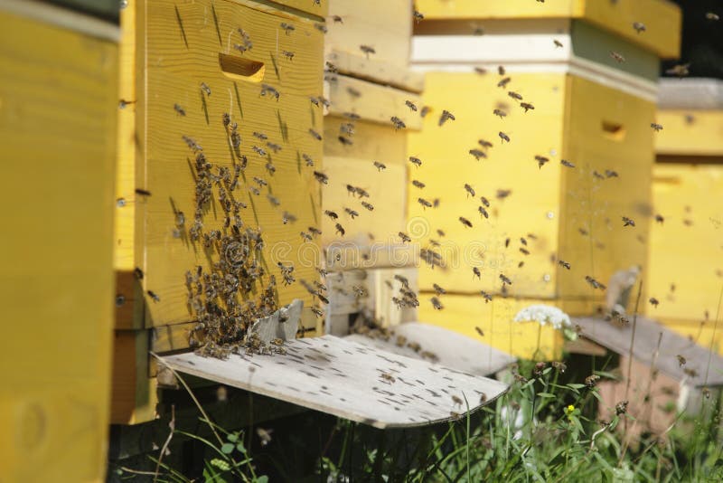 Bee hives stock image. Image of freshness, countryside - 20052583
