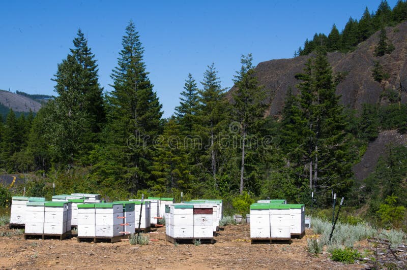 Commercial Bee Hives stock image. Image of apiary, gorda - 5240635