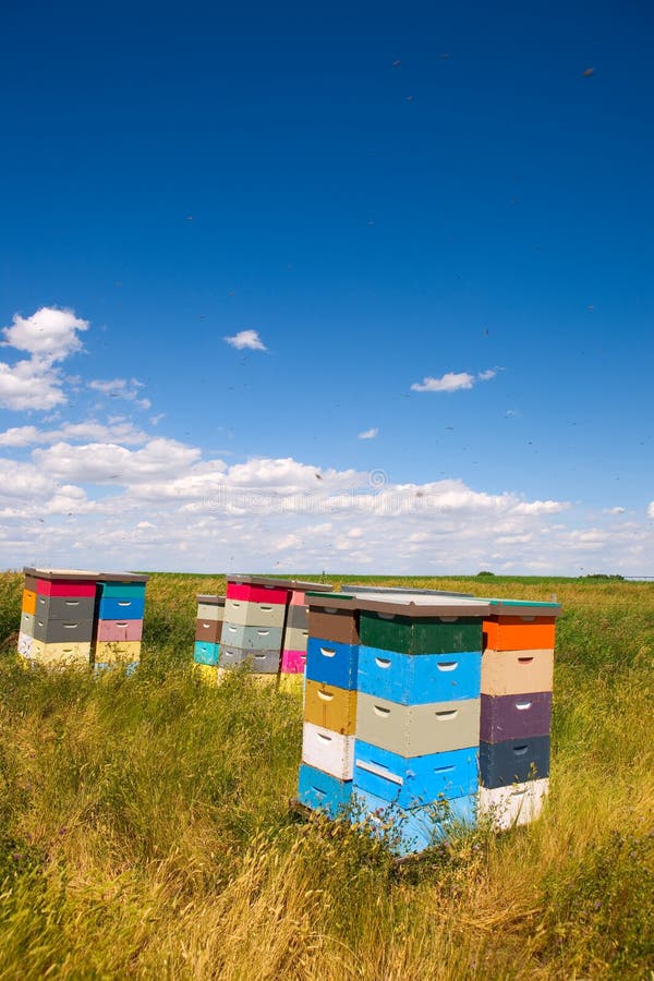 Commercial Bee Hives stock image. Image of apiary, gorda - 5240635
