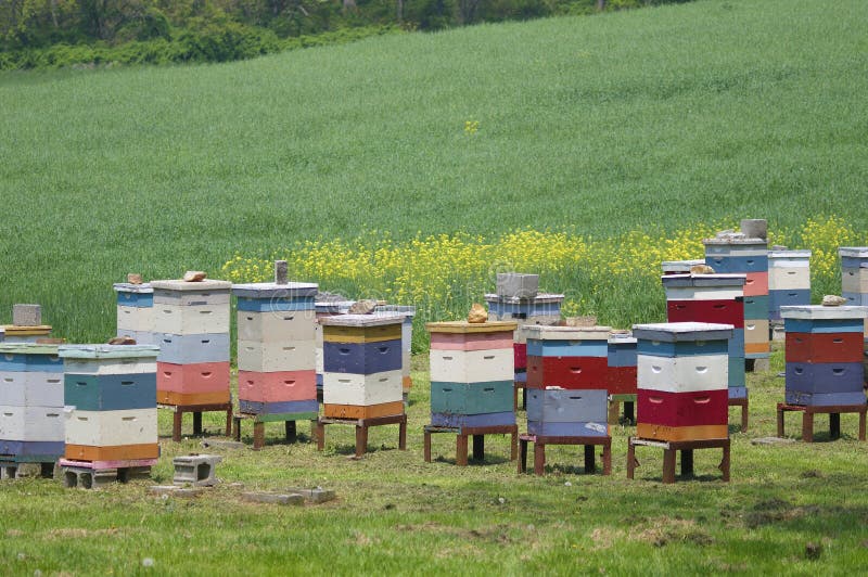 Bee Hives Picture. Image: 8963355