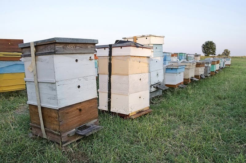 Bee Hives in the Apiary in the Field Stock Image - Image of animal ...