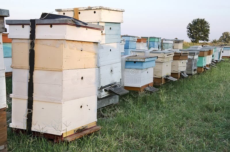 Bee Hives in the Apiary in the Field Stock Image - Image of nature ...