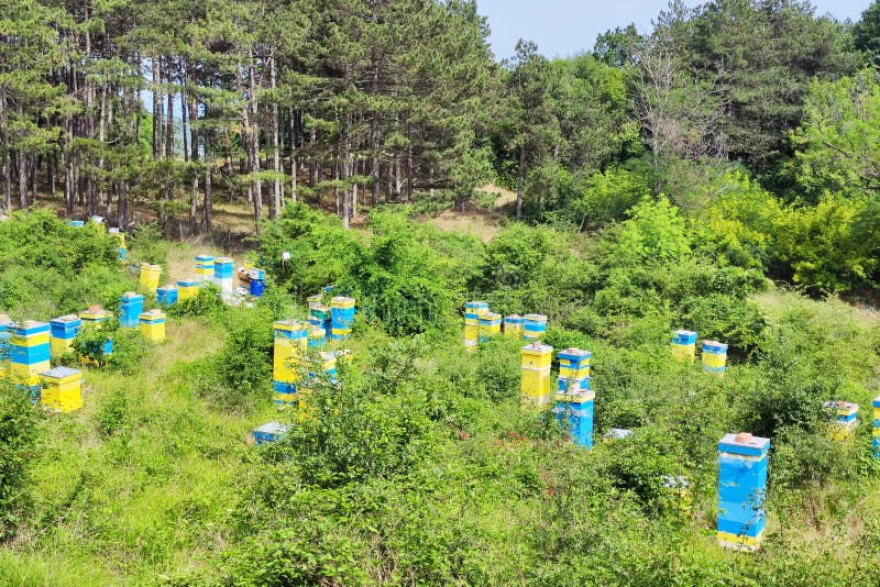 Bee Hives in Apiary in a Pine Forest Stock Image - Image of agriculture ...