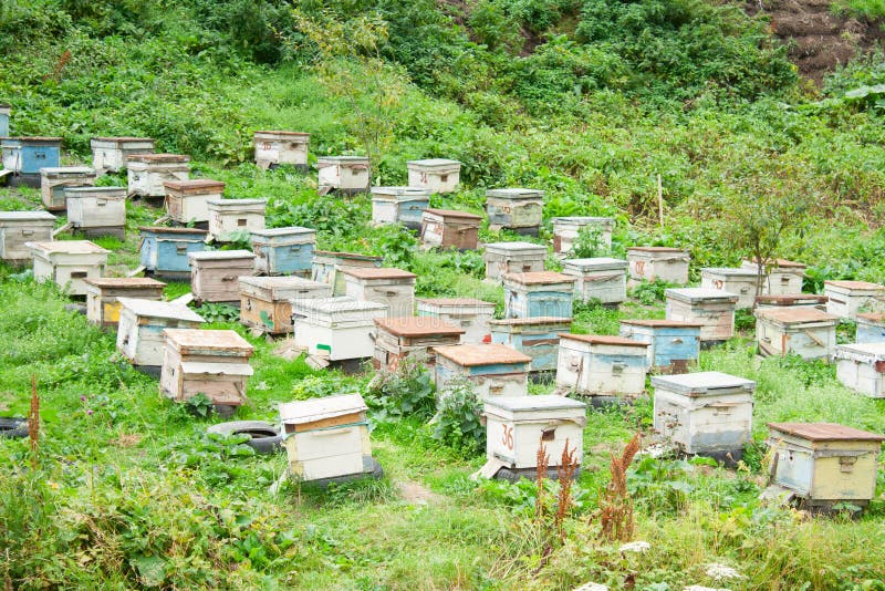 Bee Hives in the Apiary in the Summer. Horizontal Stock Photo - Image ...