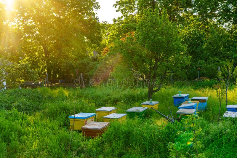 Bee Hives. Background with Selective Focus and Copy Space Stock Photo ...
