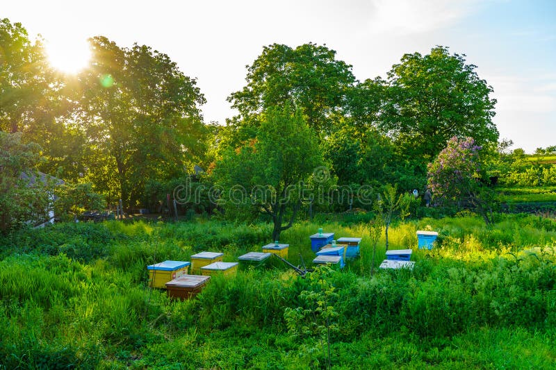 Bee Hives. Background with Selective Focus and Copy Space Stock Photo ...