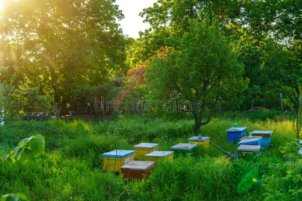 Bee Hives. Background with Selective Focus and Copy Space Stock Image ...