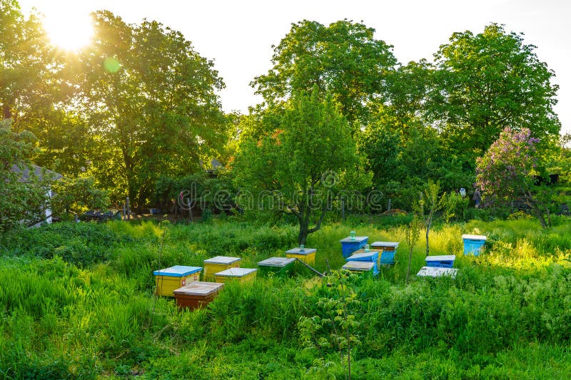 Bee Hives. Background with Selective Focus and Copy Space Stock Photo ...