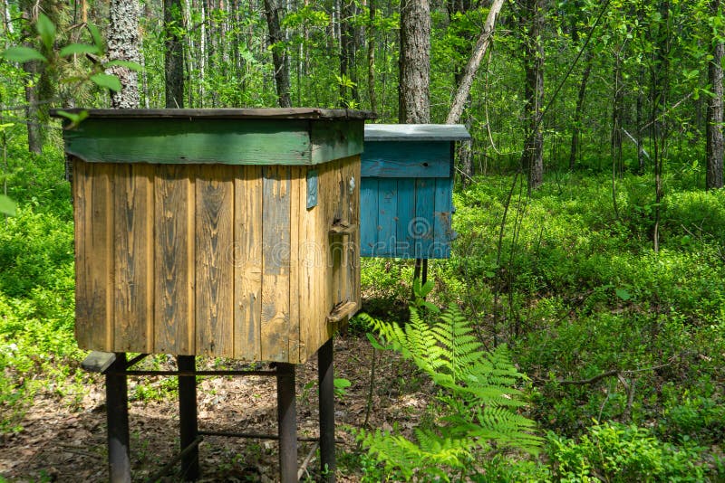 Bee Hives for Collecting Honey in the Forest. Beekeeping and Organic ...