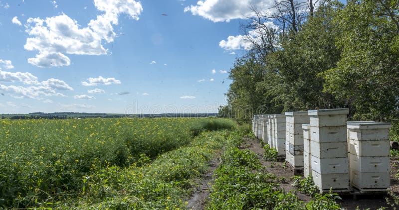 Bee Hives on the Edge of a Farm Field Stock Image - Image of farm ...