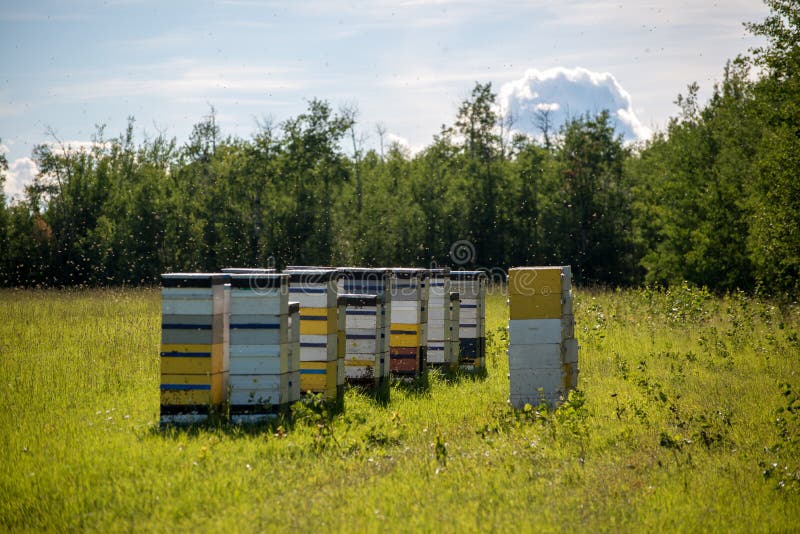 Bee Hives on the Edge of a Farm Field Stock Photo - Image of drones ...