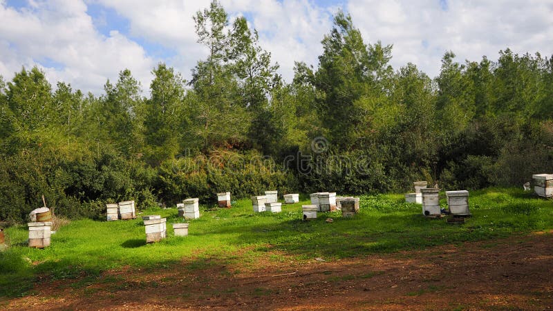 Bee hives in the forest stock photo. Image of wood, glade - 267280004