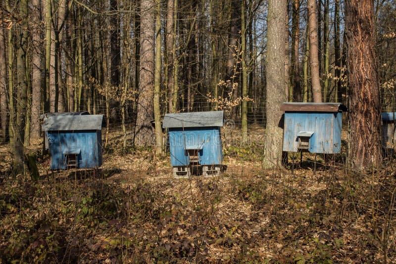Bee Hives in the Forest. Old Bee Hives. Background Stock Photo - Image ...