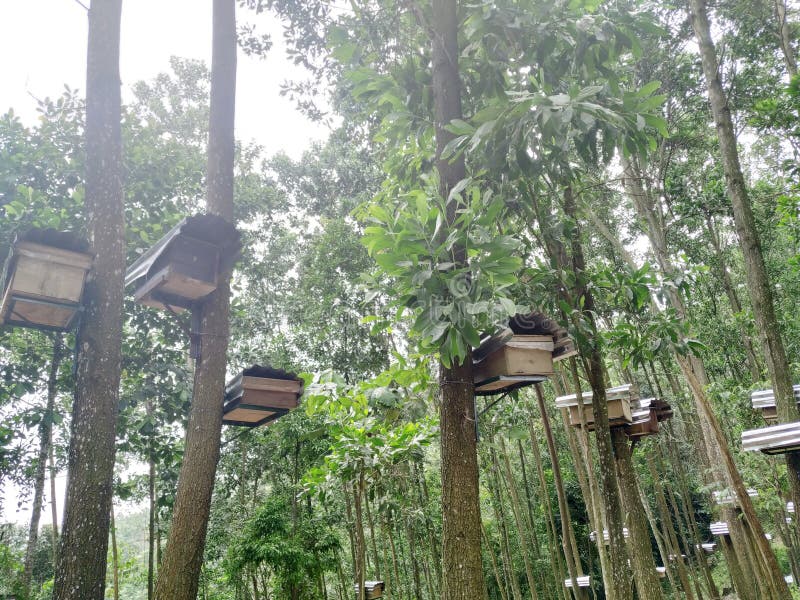 Bee hives in forest stock image. Image of malaysia, beekeeping - 135347125