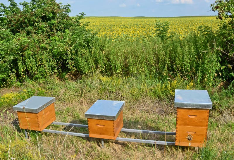 Commercial Bee Hives stock image. Image of apiary, gorda - 5240635