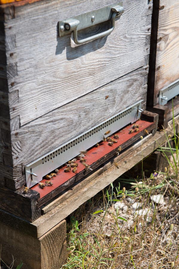 Bee hives stock image. Image of france, summer, orchard - 55308893
