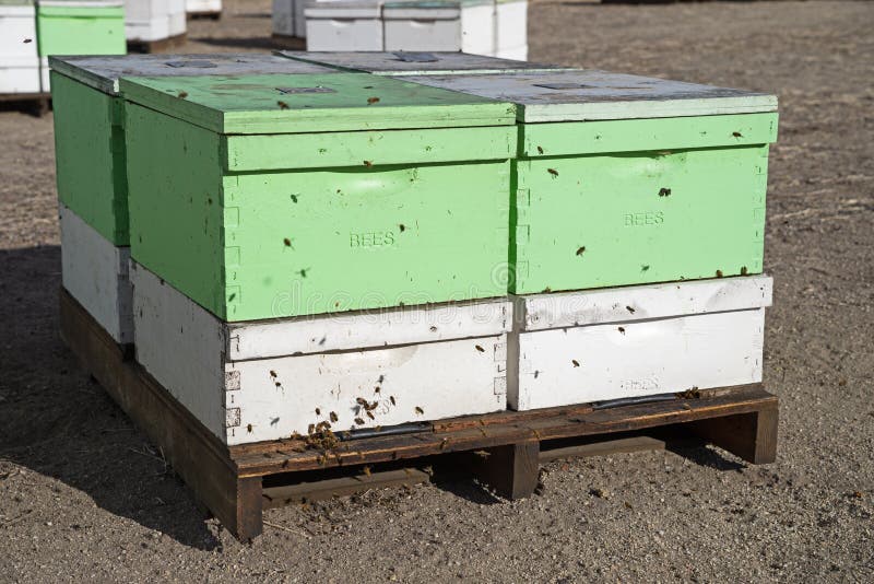 Bee Hives stock image. Image of white, pallet, outside - 133133983