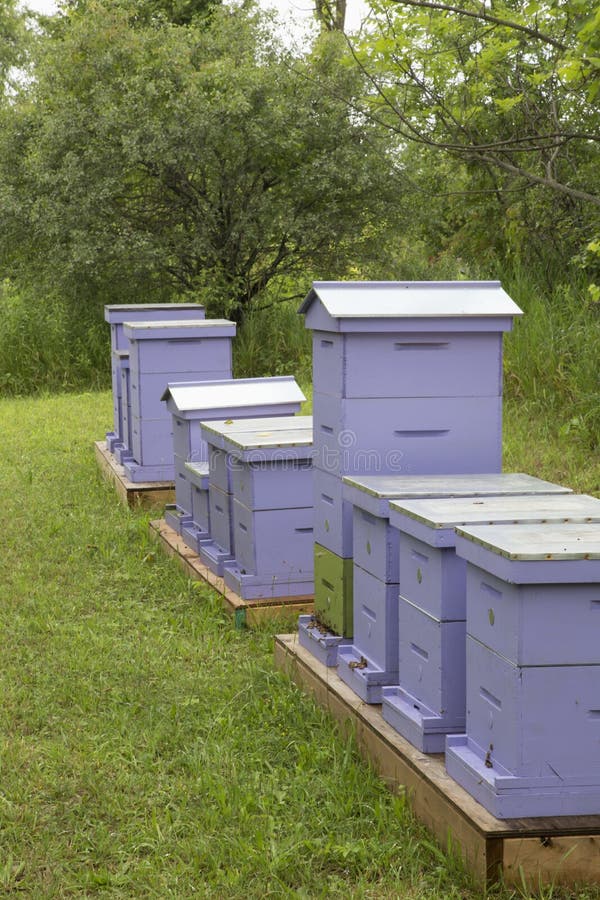 Bee Hives stock image. Image of production, nature, hive - 57682849
