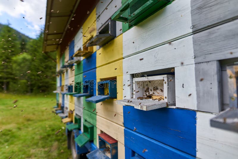 Bee Hives in Production Mode Stock Photo - Image of pollen, production ...