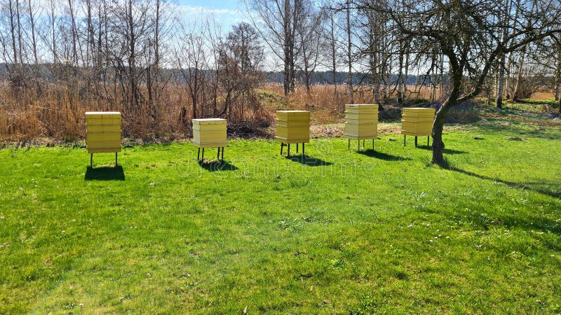 Bee Hives are Set on a Green Lawn on a Spring Sunny Day Stock Photo ...