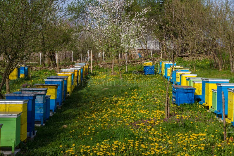 Bee hives in spring garden stock image. Image of food - 69726295
