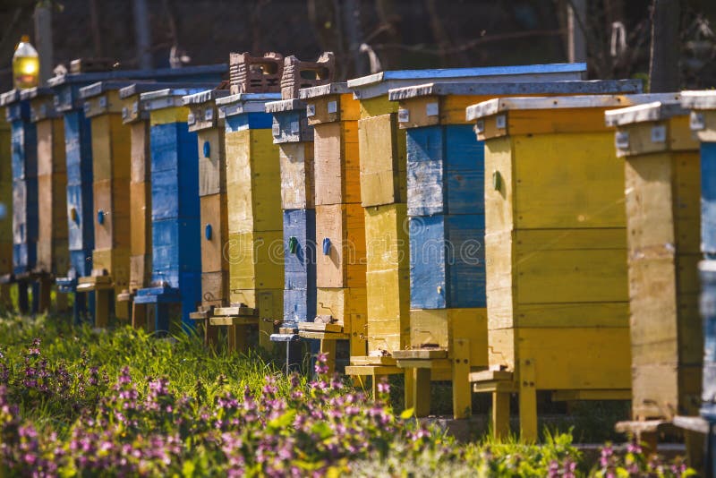 Bee hives on spring garden stock image. Image of hive - 69848123