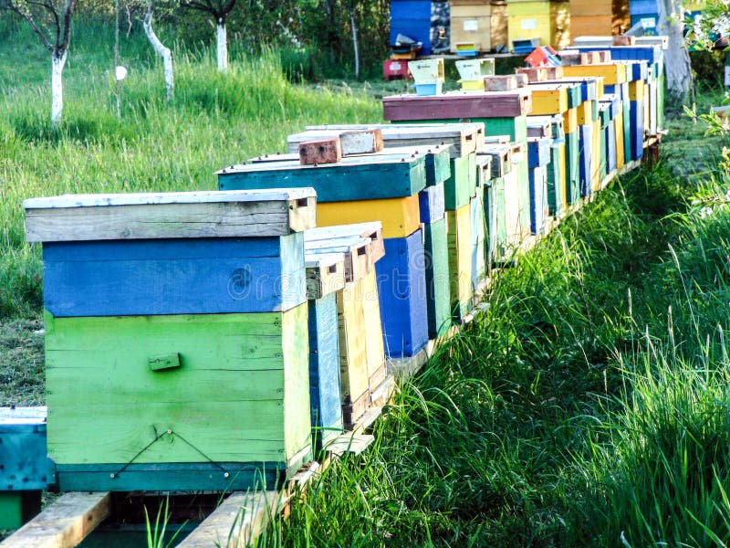 Bee Hives in the Spring - Romania Stock Photo - Image of hive, hives ...