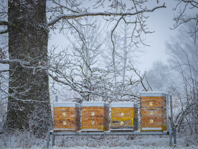 Bee Hives in Winter Time - Hives in Snow Stock Image - Image of cold ...