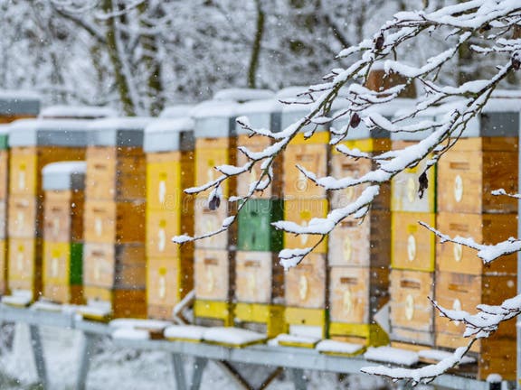 Bee Hives in Winter Time - Hives in Snow Stock Photo - Image of colony ...