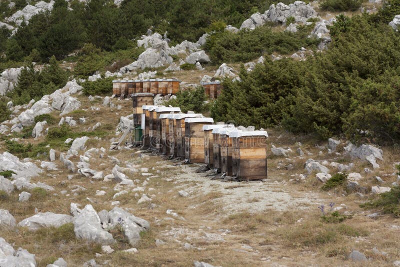 Bee Hives in Wood in Hilly Landscape Photo Stock Image - Image of ...