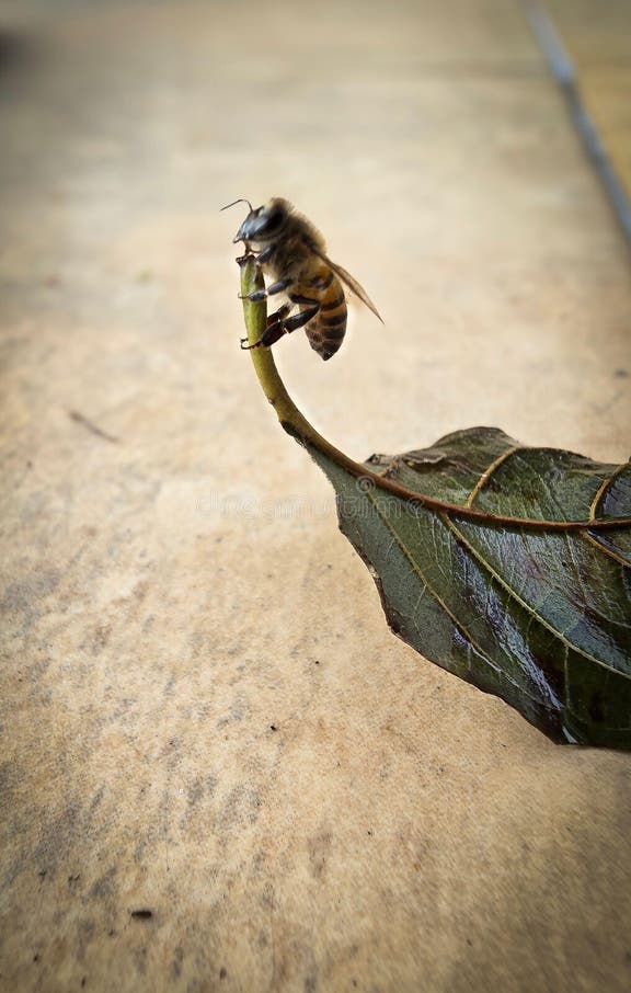Bee holding onto a leaf stock photo. Image of fallen - 333074264