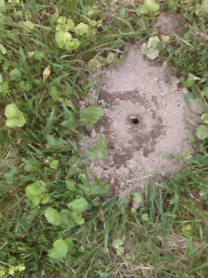 Bee hole stock image. Image of nest, ground, bees, hole - 132989633