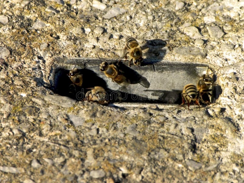 Bee Home 1 stock photo. Image of gardens, hive, flowers - 37812548